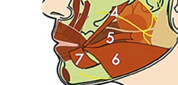 La région péri-buccale : applications à l'acide hyaluronique - anatomie ...