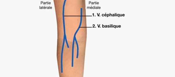 L’abord veineux en cabinet dentaire aspects médico-légaux, anatomiques ...