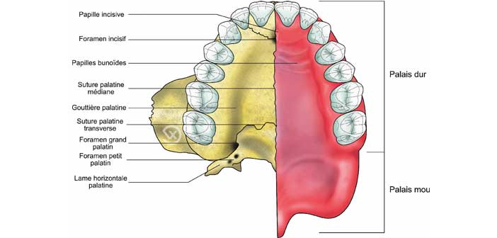 Gestion du risque anatomique lors du prélèvement palatin